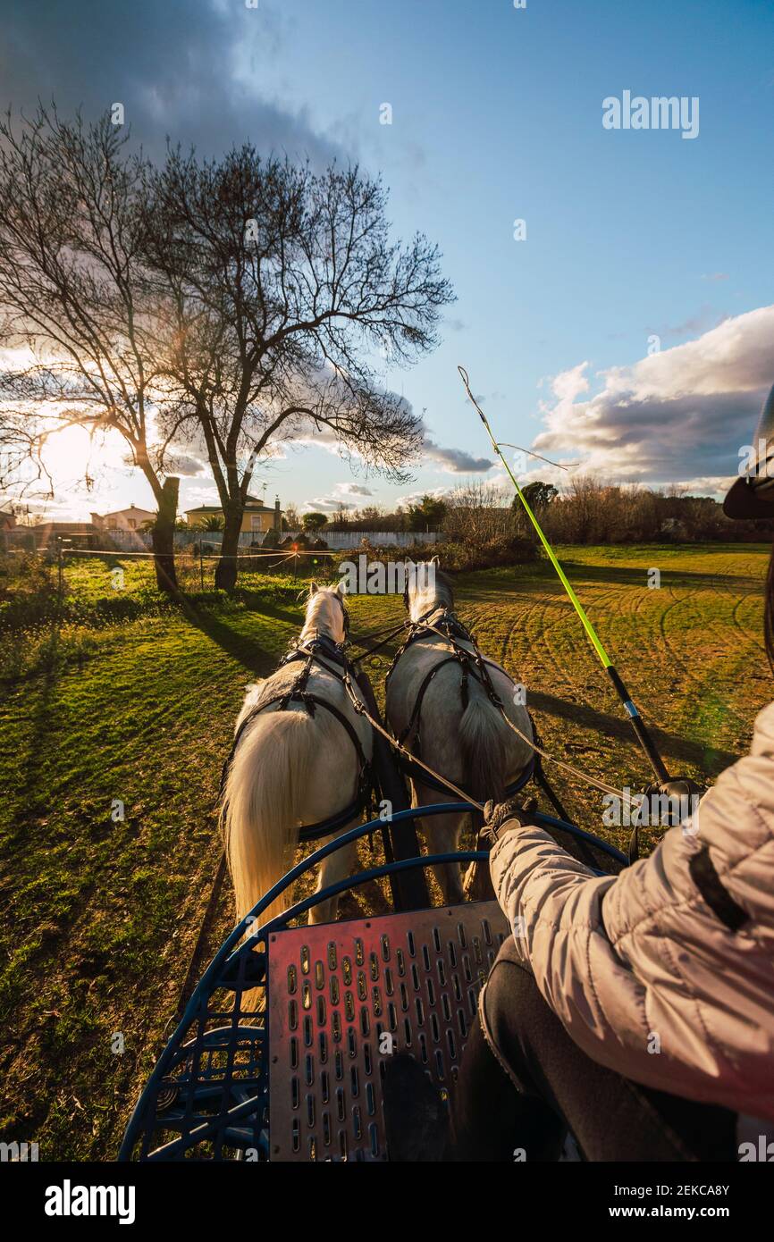 Female rancher riding horse carriage in ranch during sunset Stock Photo ...