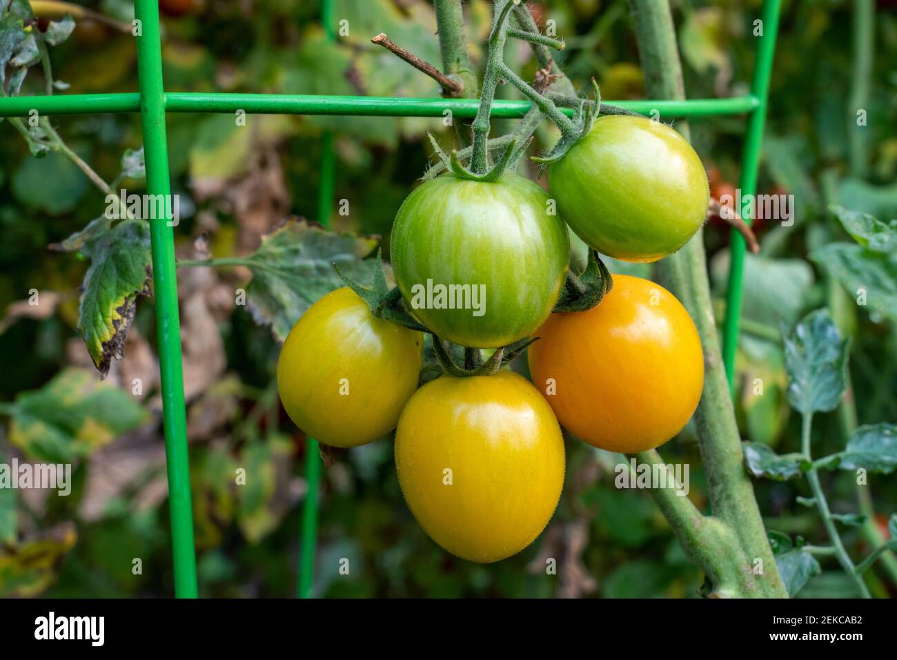 Issaquah, Washington, USA. Sunrise Bumblebee tomato plant with tomatoes ...