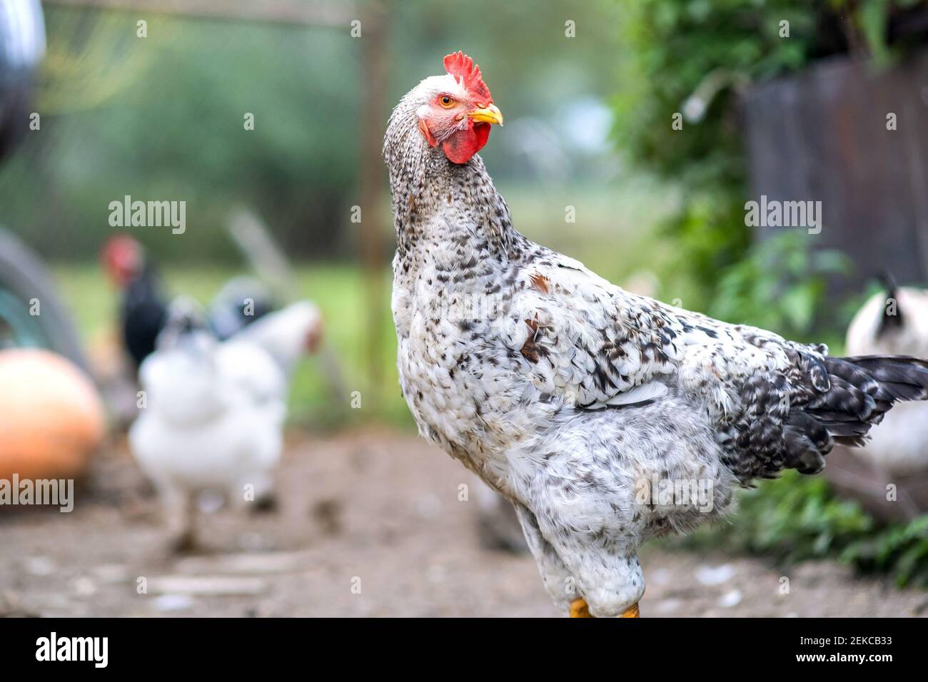 Closeup of domestic chicken feeding on traditional rural barnyard. Hens ...