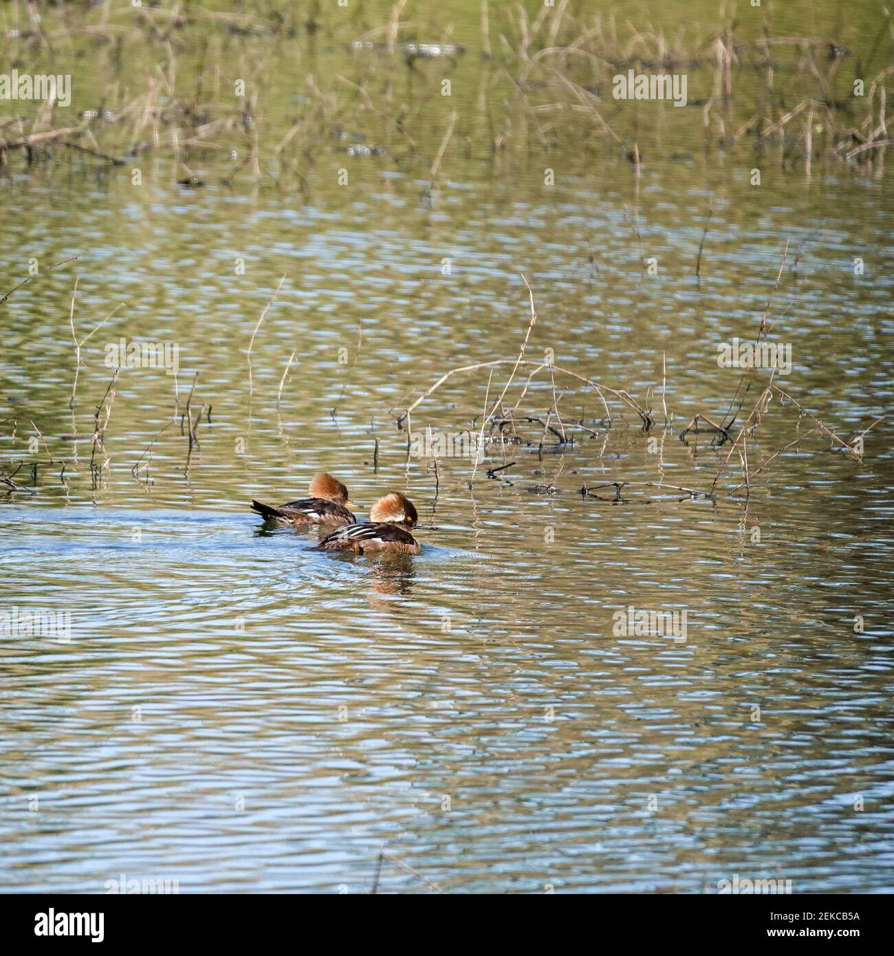Pair of hooded merganser ducks,a female and non-breeding male ...