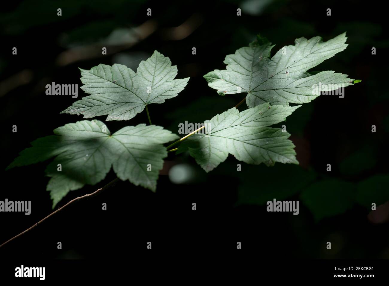 Selective focus branch green leaves hi-res stock photography and images ...