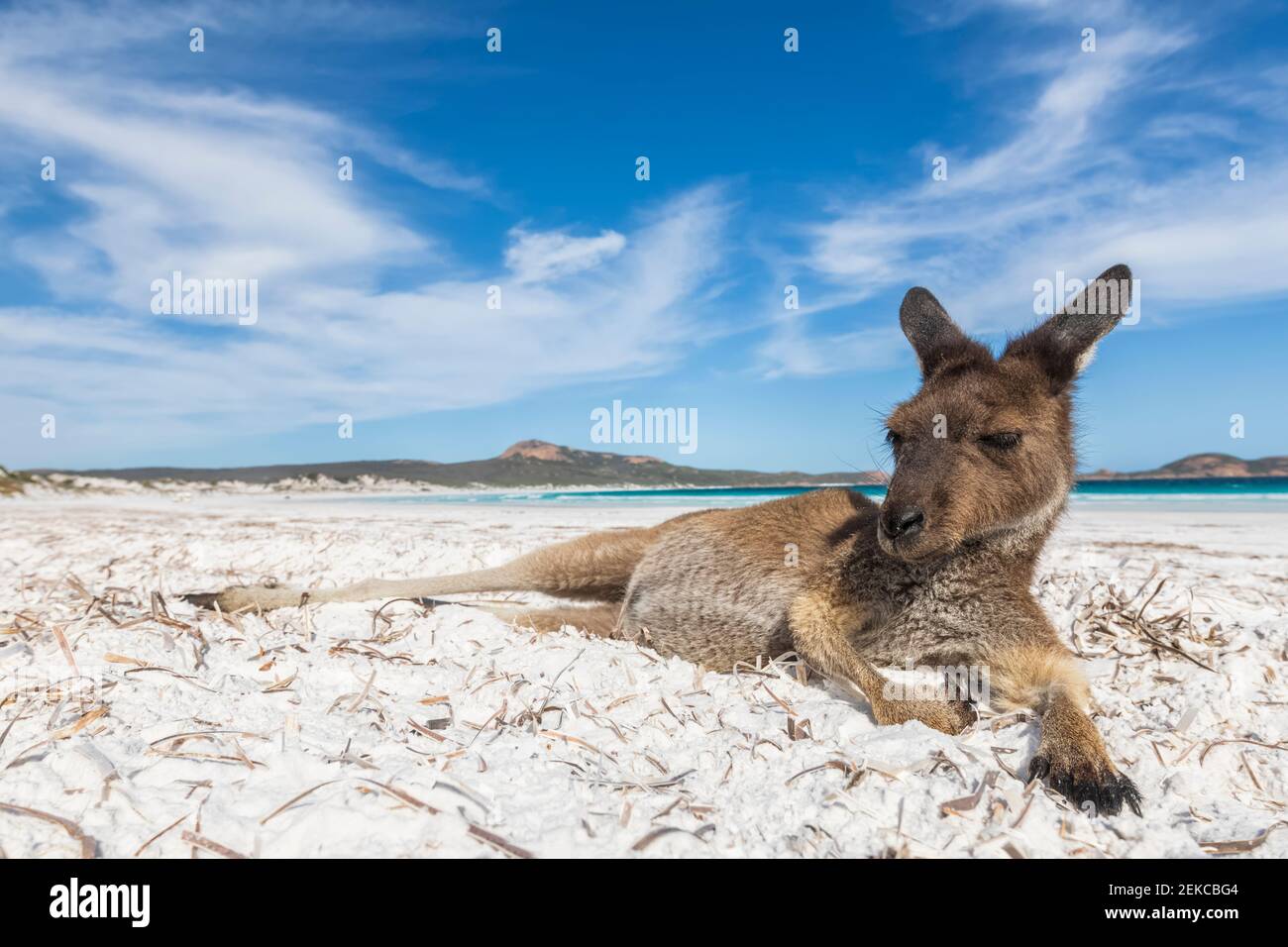 Western Gray Giant Kangaroo lying on beach Stock Photo - Alamy