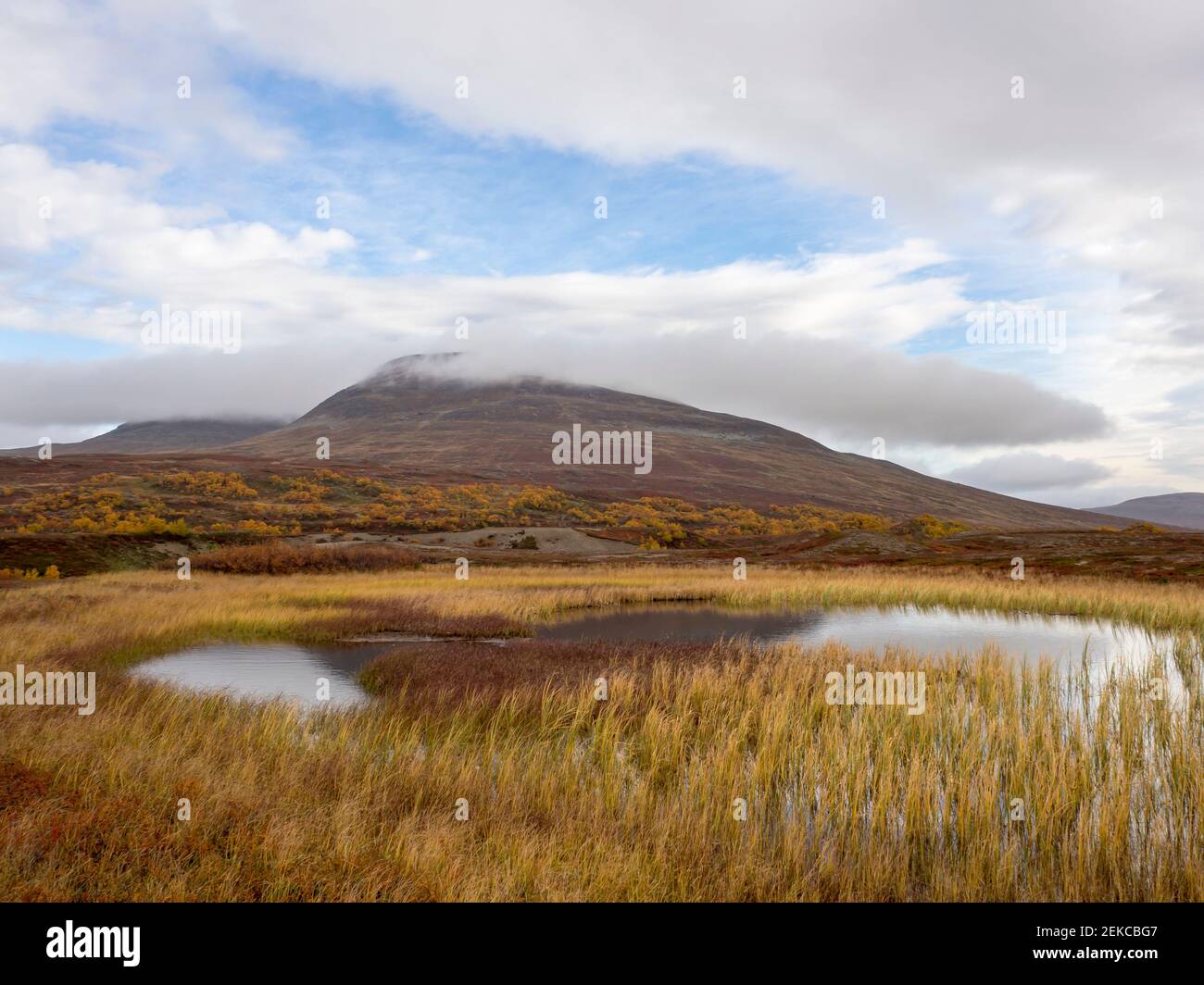 Marsh grass hi-res stock photography and images - Alamy
