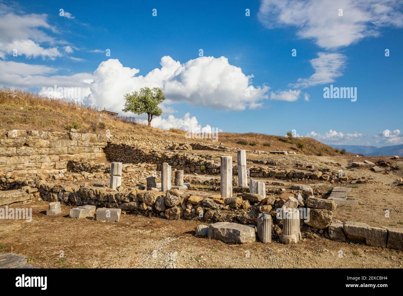 Phoenice hi-res stock photography and images - Alamy