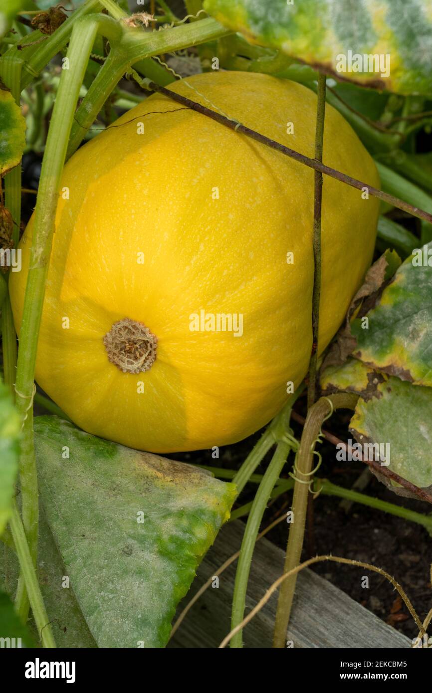 Issaquah, Washington, USA. Spaghetti squash plant with a squash stuck ...