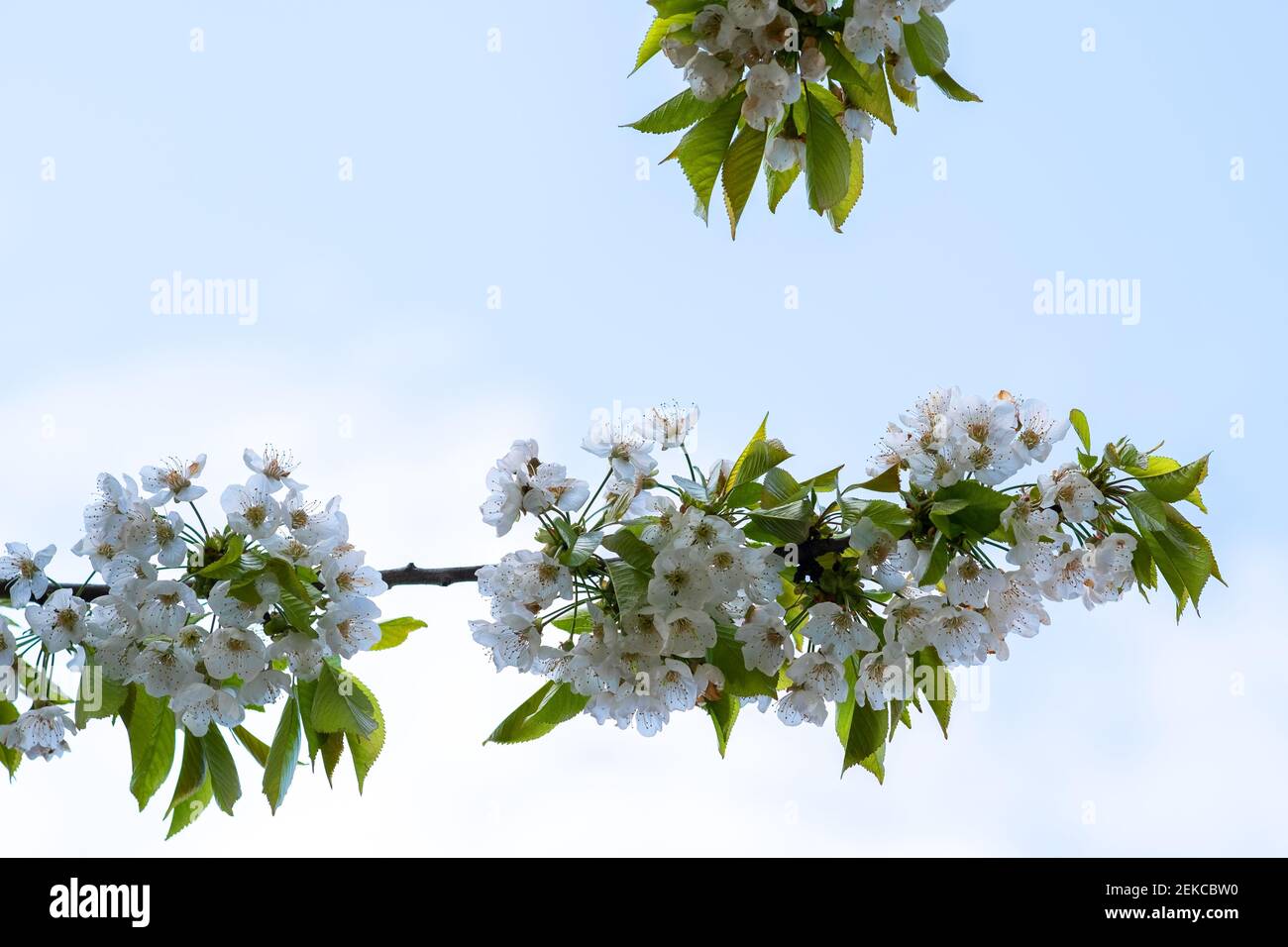 Fruit tree twigs with blooming white and pink petal flowers in spring ...