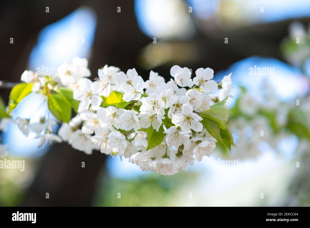 Fruit tree twigs with blooming white and pink petal flowers in spring ...