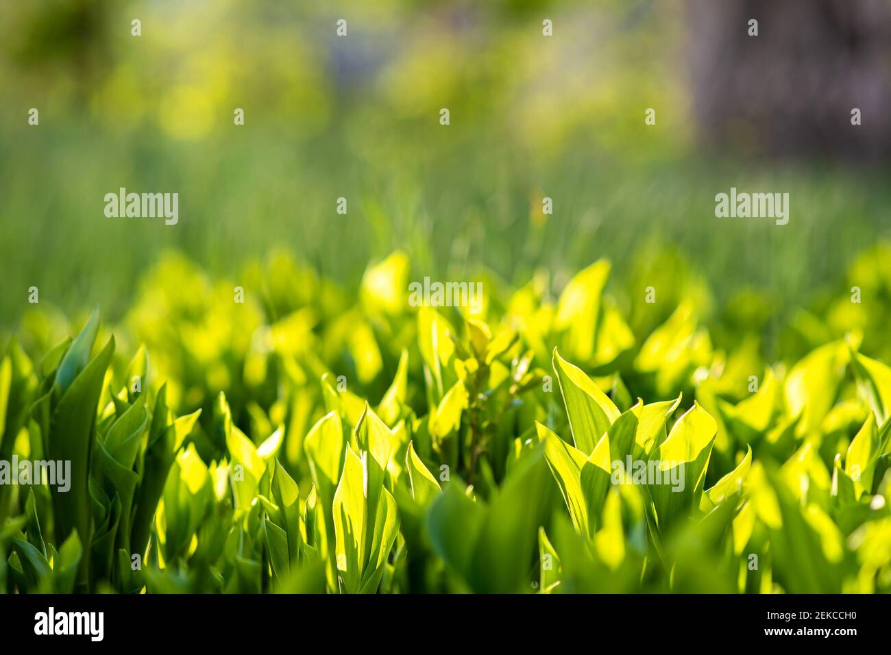 Closeup of green grass stems on summer lawn Stock Photo - Alamy