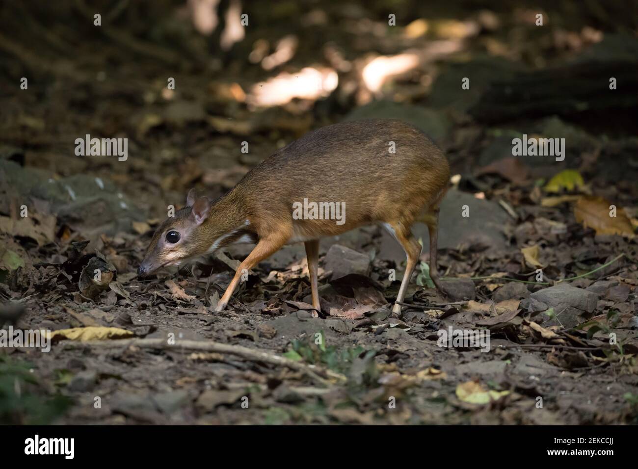 Male mouse deer hi-res stock photography and images - Alamy