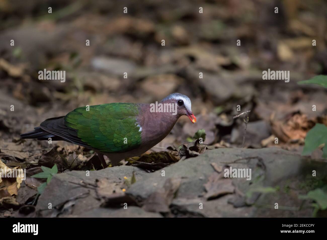 Close up portrait of bird with blurry background Stock Photo - Alamy