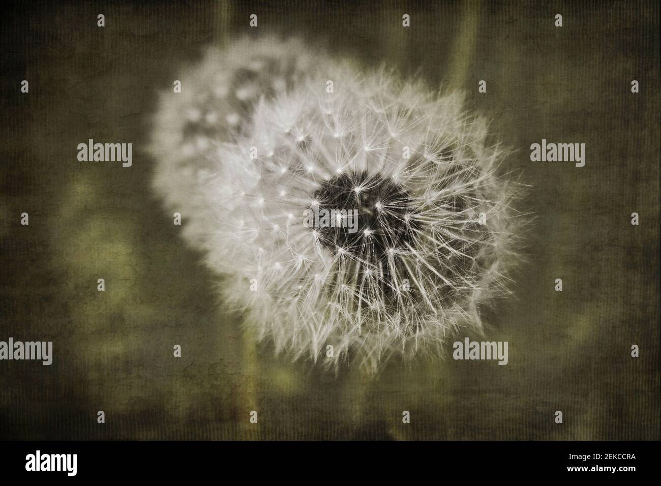 Taraxacum officinale seed hi-res stock photography and images - Alamy