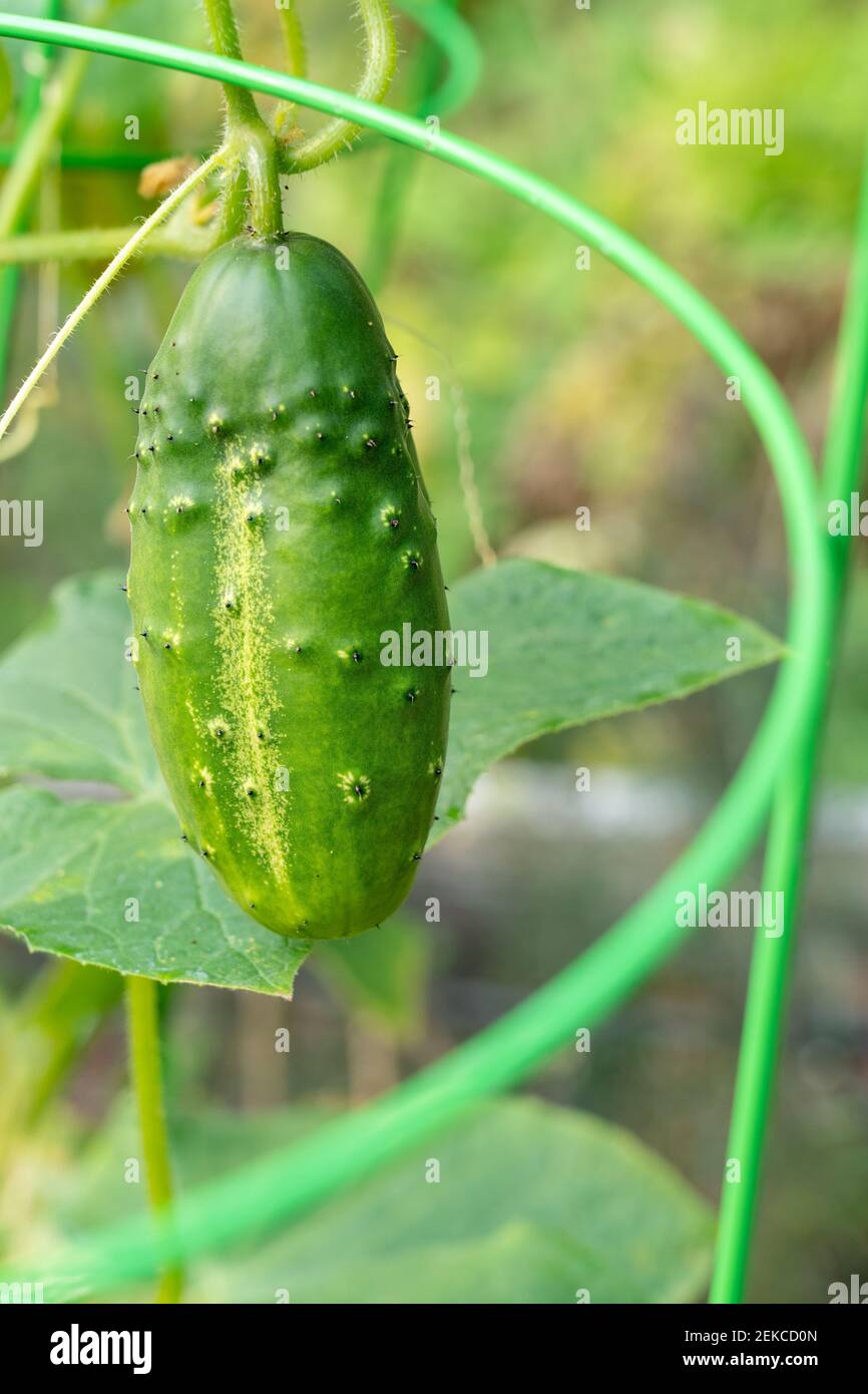 Issaquah, Washington, USA. Cucumber on the vine, hanging from a leaning ...