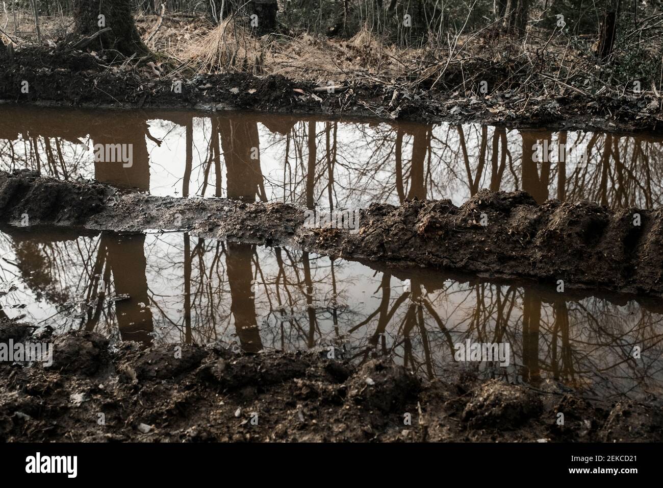 Forest dieback in Germany Stock Photo - Alamy