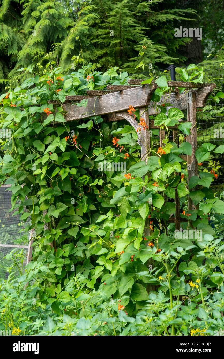 Issaquah, Washington, USA. Scarlet Runner beans growing on a trellis ...