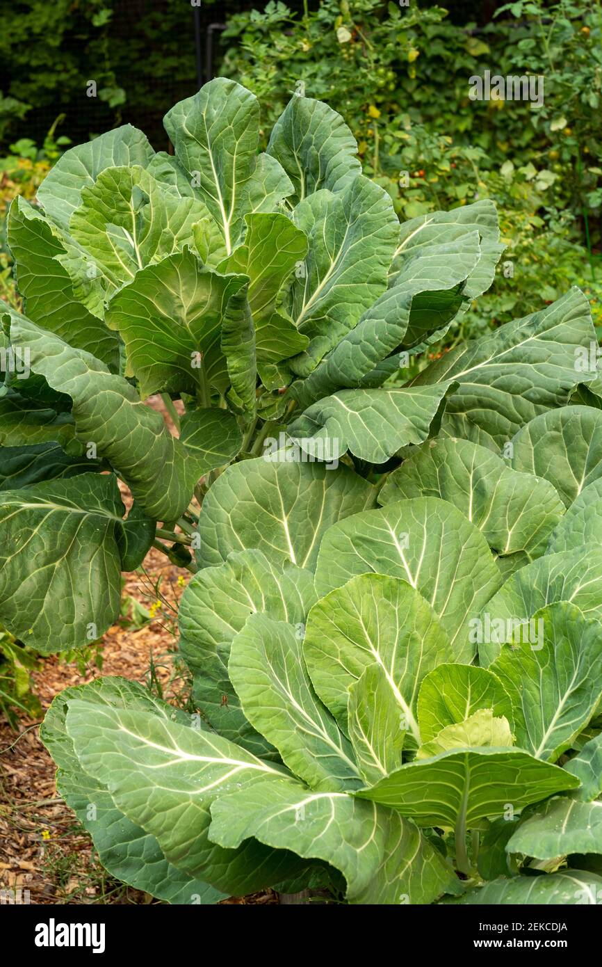 Collard greens crop hi-res stock photography and images - Alamy