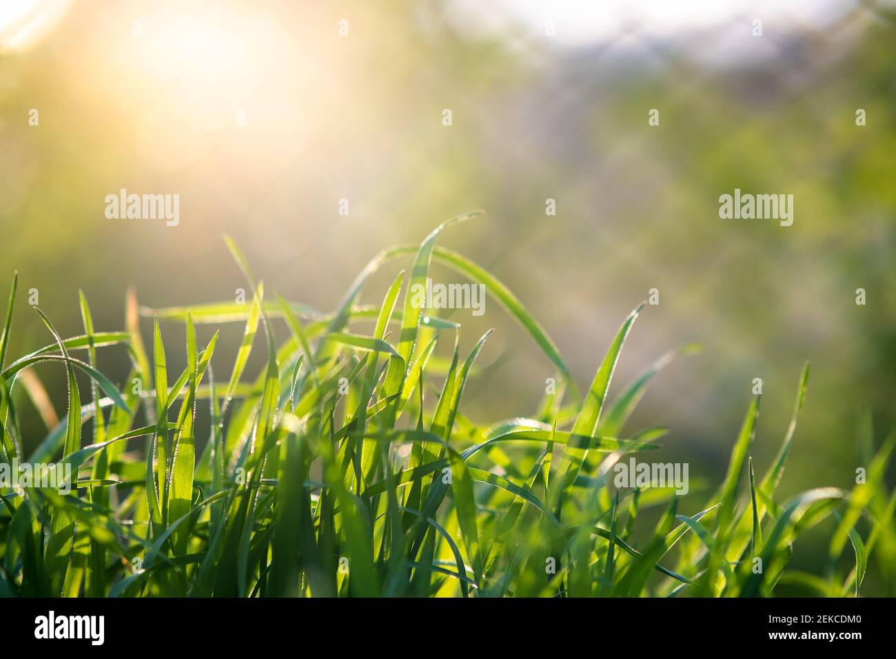 Closeup of green grass stems on summer lawn Stock Photo - Alamy