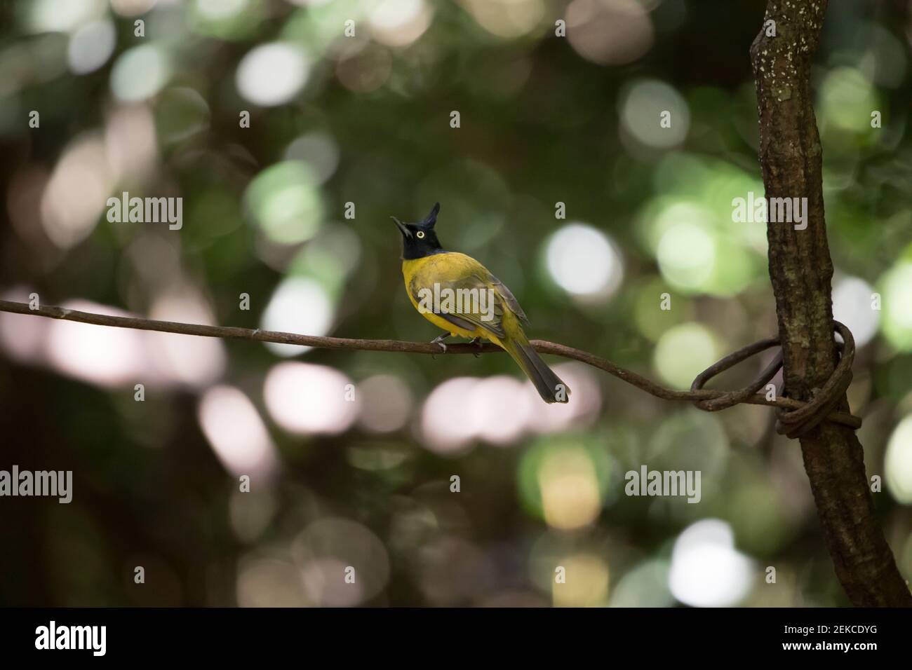 Close up portrait of bird with blurry background Stock Photo - Alamy
