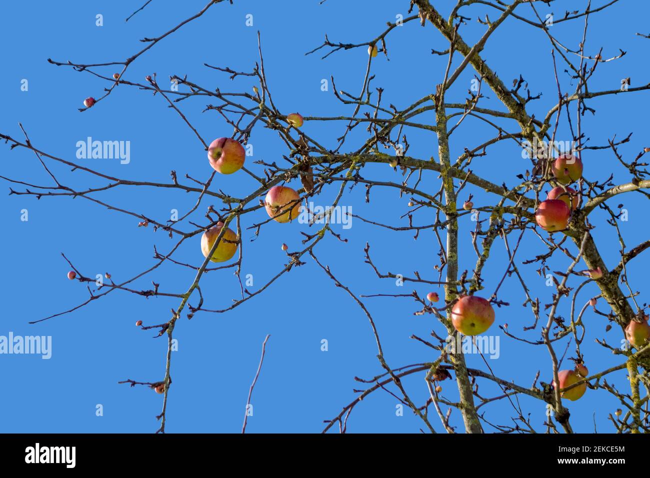 Hanging boughs hi-res stock photography and images - Alamy