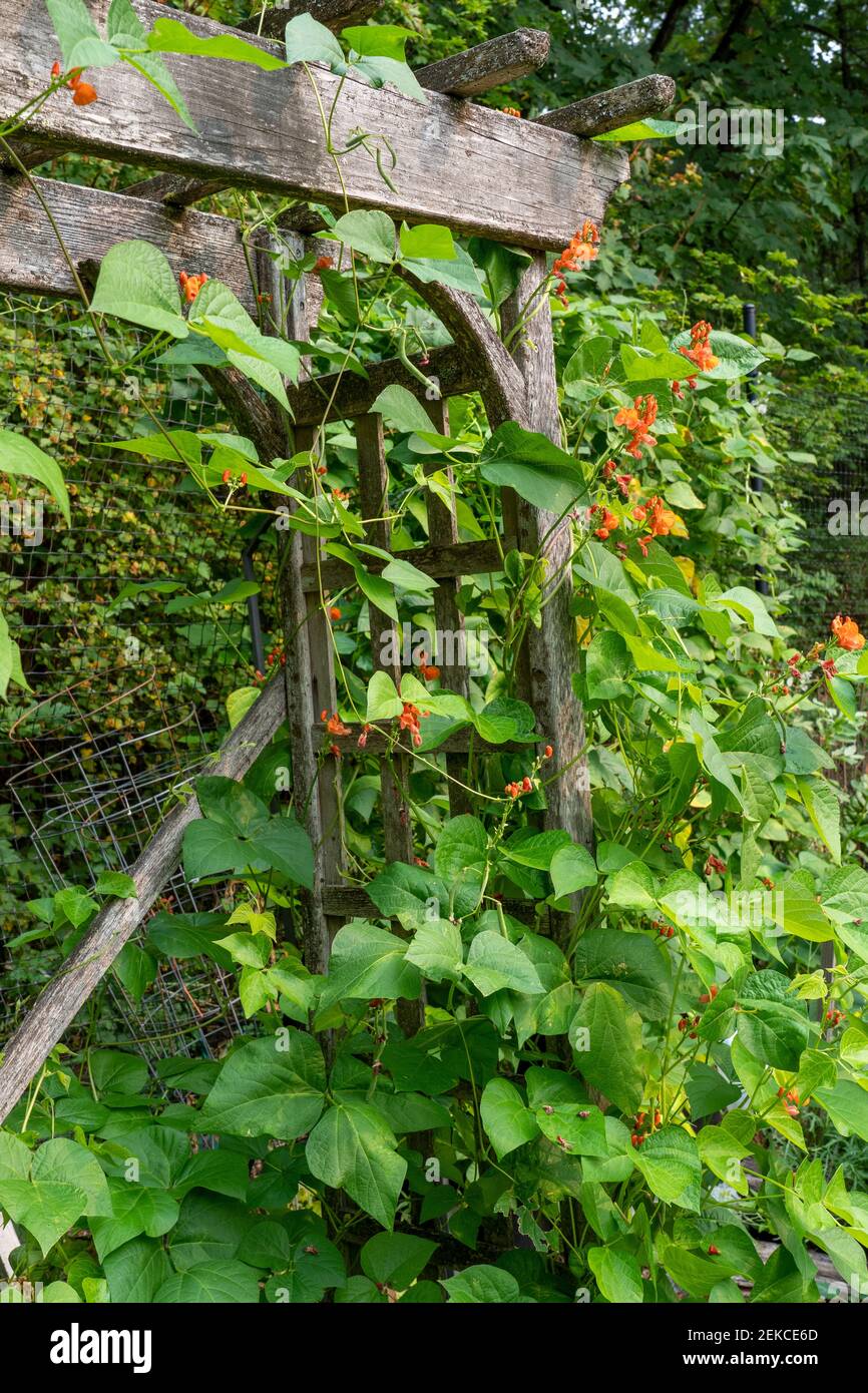 Issaquah, Washington, USA. Scarlet Runner beans growing on a trellis ...