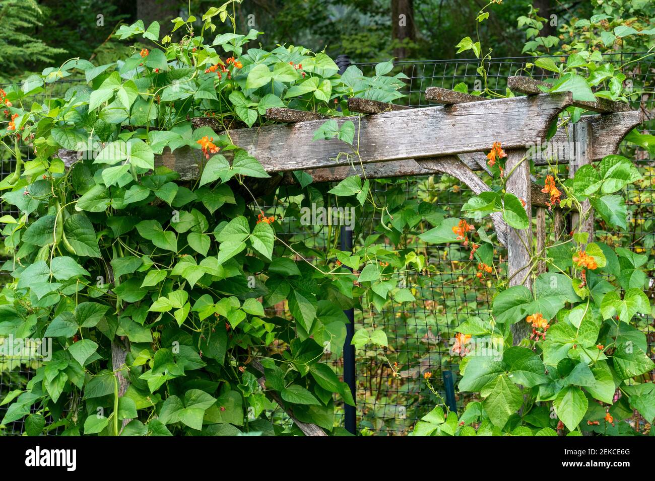 Issaquah, Washington, USA. Scarlet Runner beans growing on a trellis ...