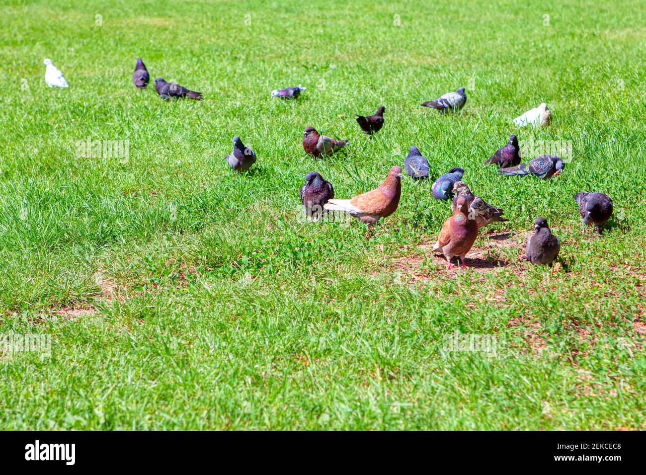 Birds on the green grass . Pigeons on the lawn Stock Photo - Alamy