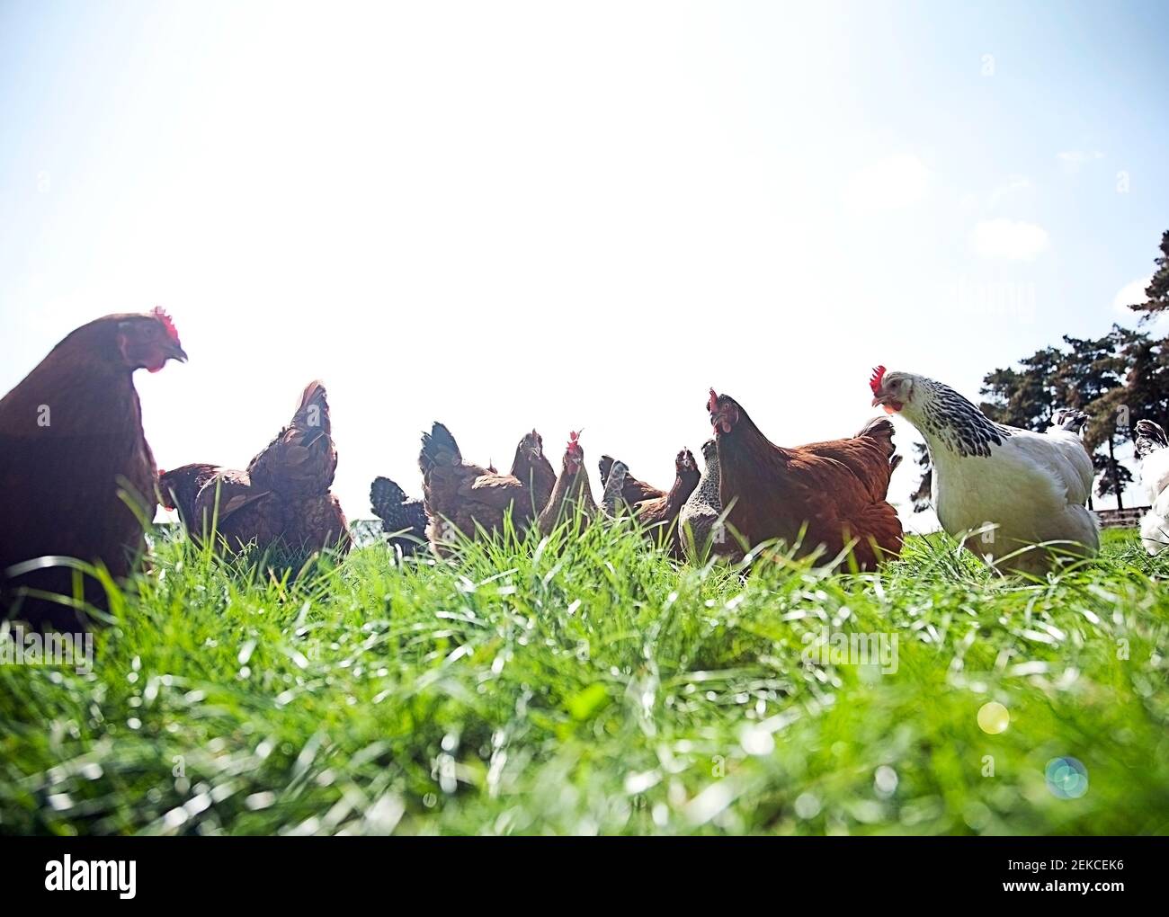 Large group chickens hi-res stock photography and images - Alamy