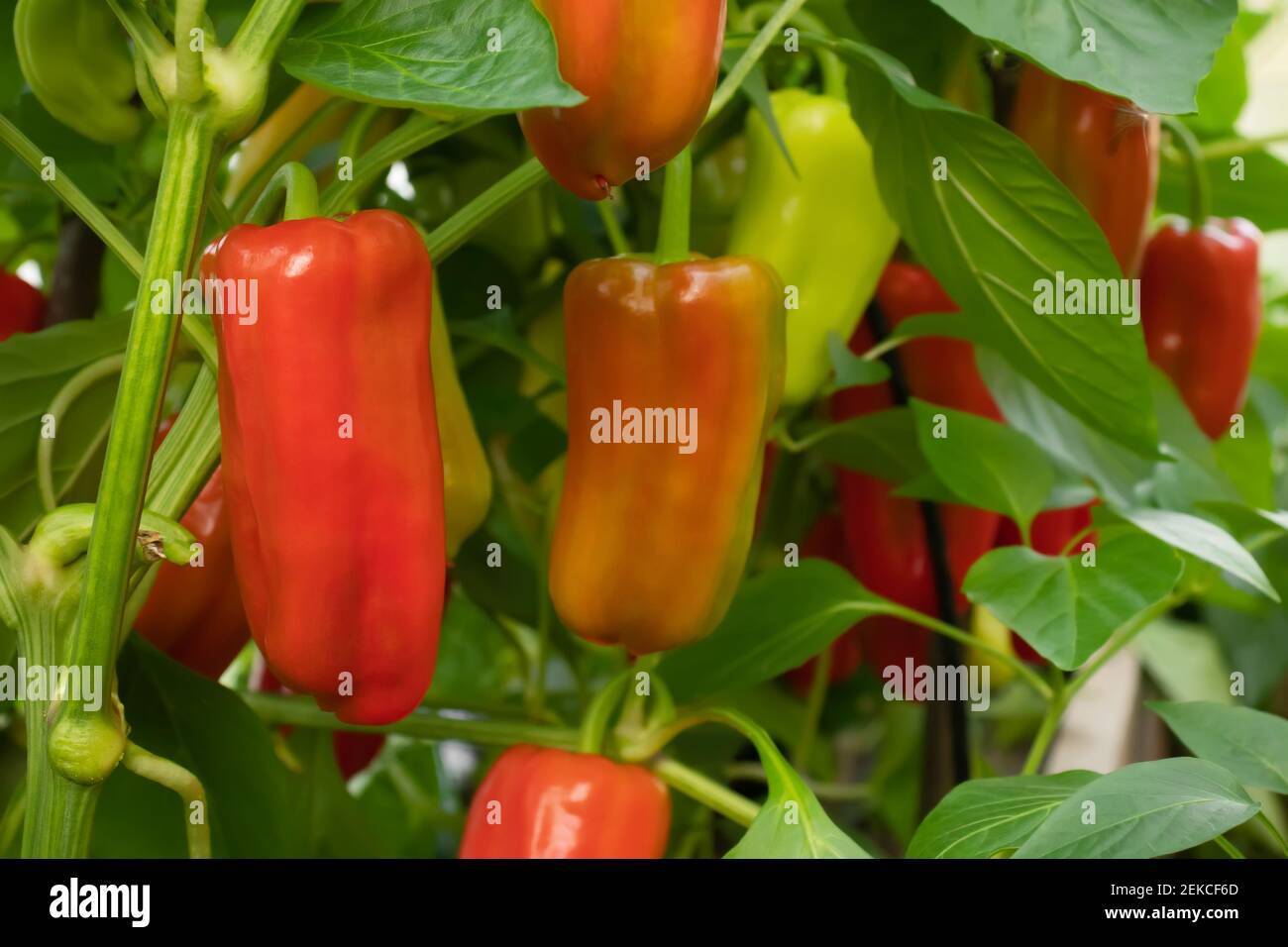 Paprika garden harvest hi-res stock photography and images - Alamy