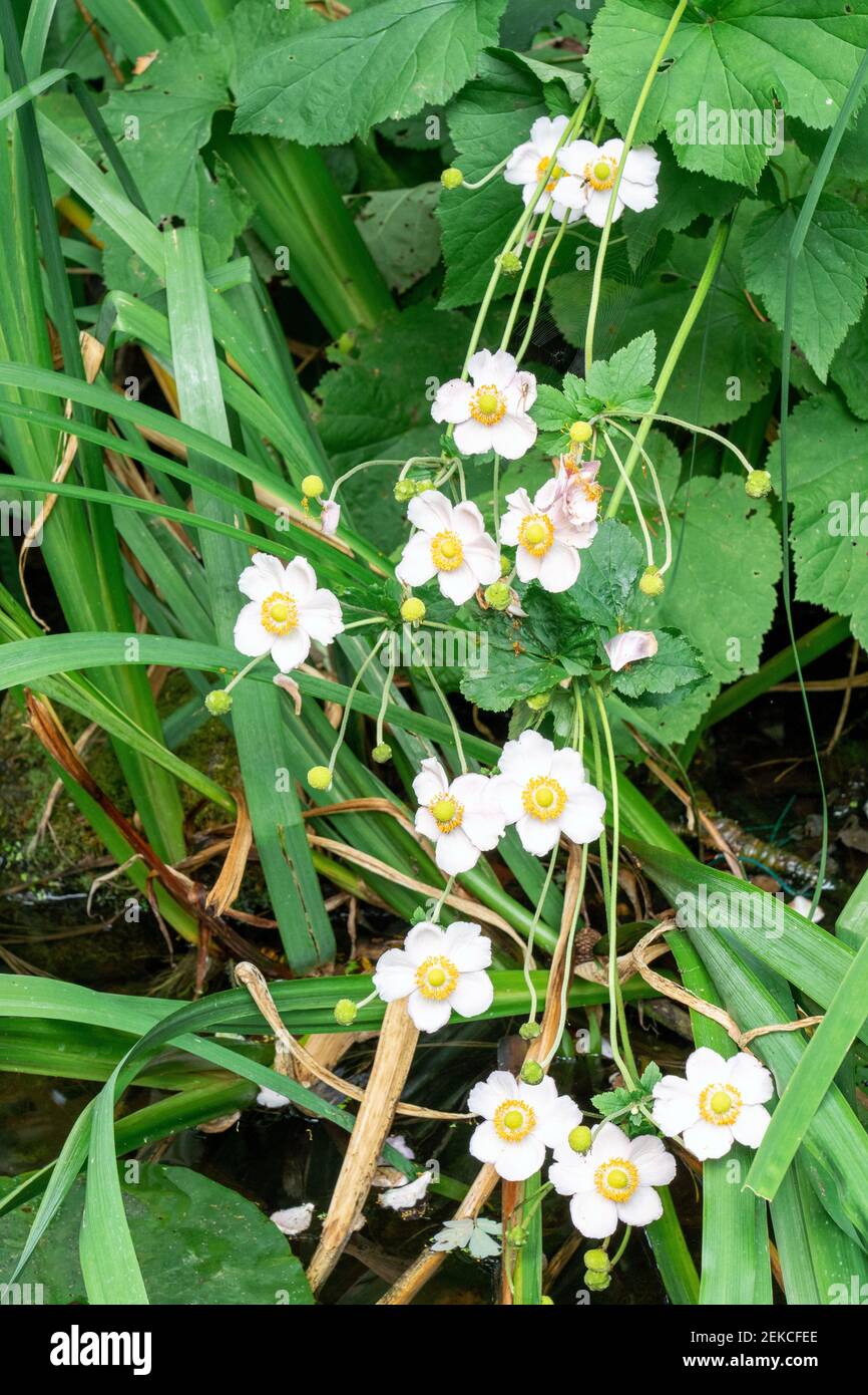 Japanese thimbleflower hi-res stock photography and images - Alamy