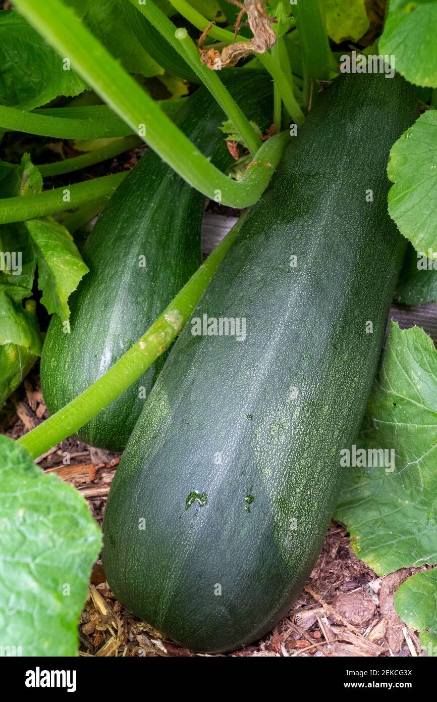 Issaquah, Washington, USA. Green zucchini on the vine Stock Photo - Alamy