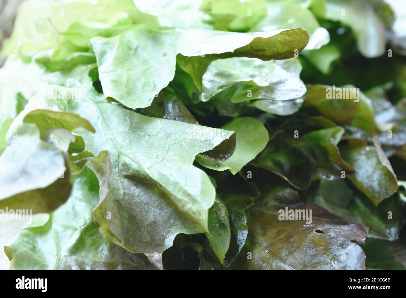 fresh red oak vegetable salad with drop of water arranging on white ...