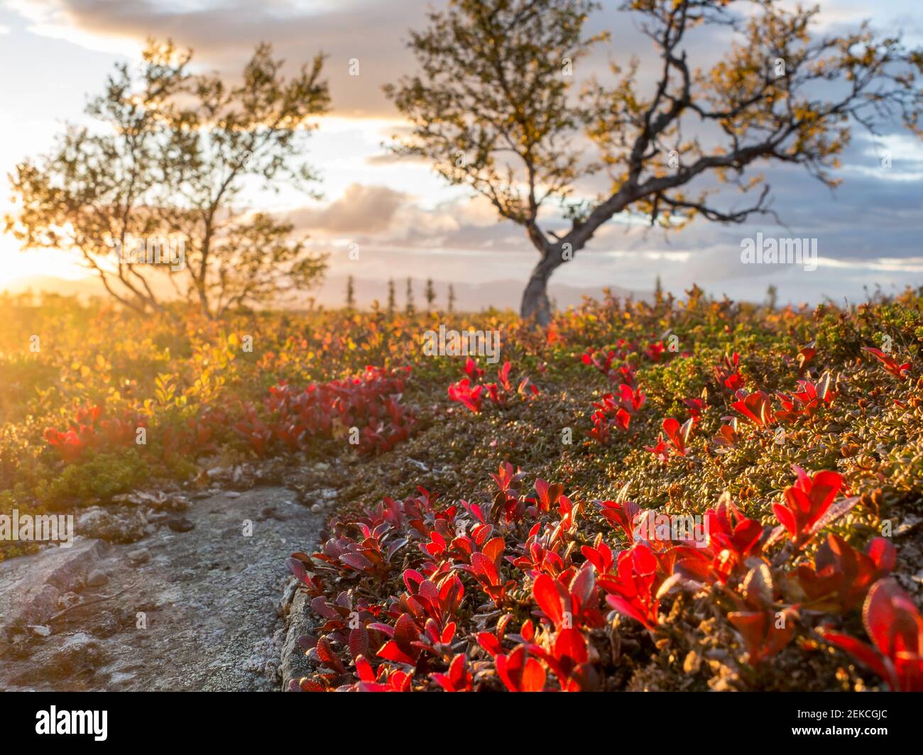 Blueberry plantation filed against cloudy sky at Sweden Stock Photo - Alamy