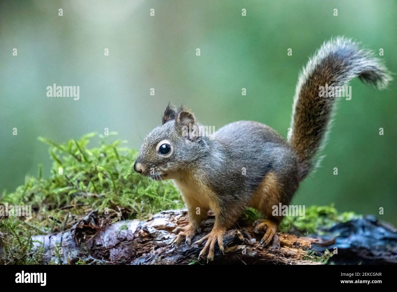 Issaquah, Washington, USA. Douglas Squirrel standing on a log. Also ...