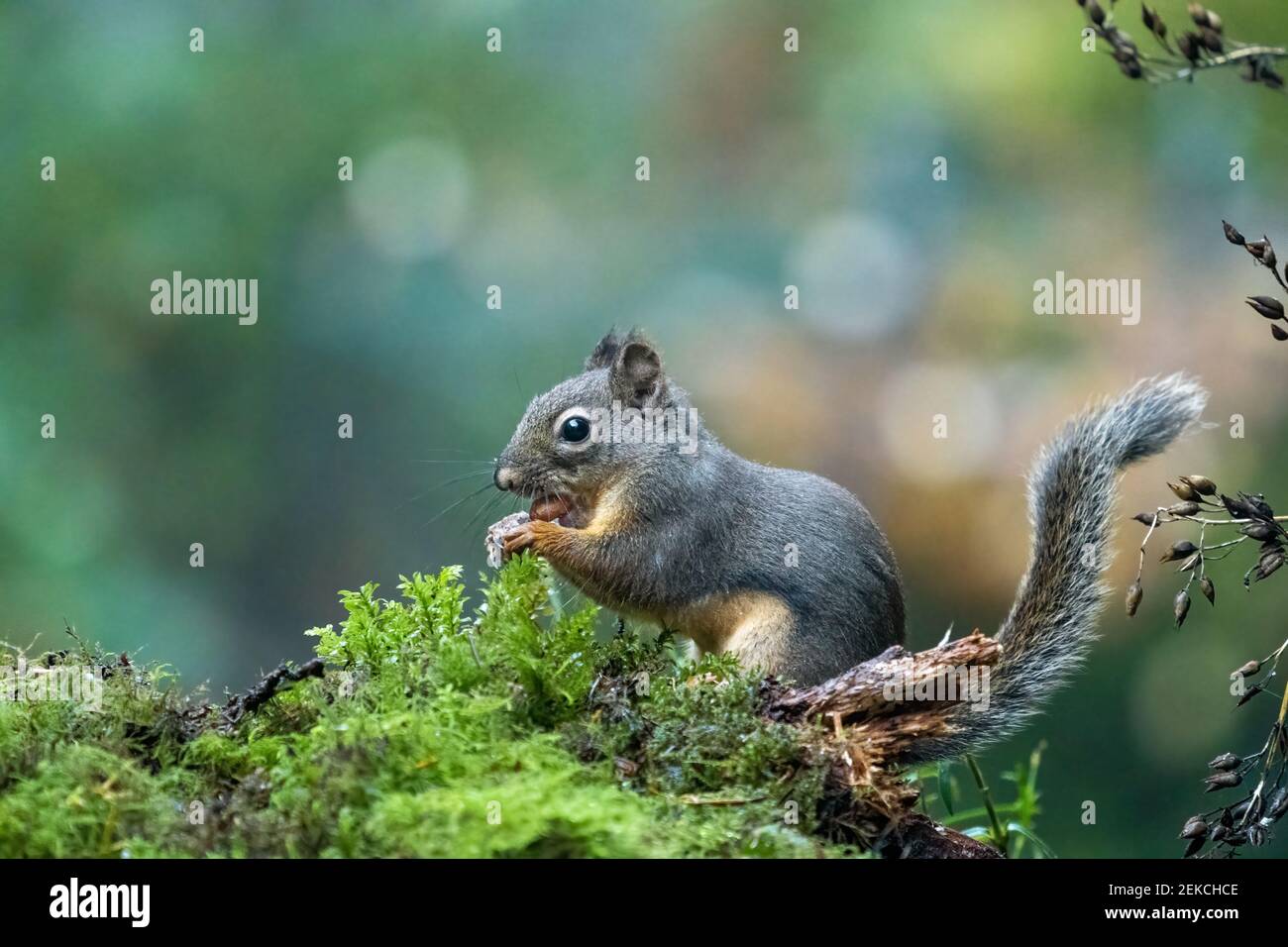 Chickaree hi-res stock photography and images - Alamy