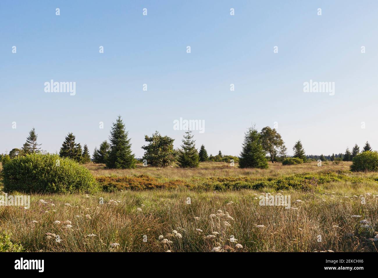 High Fens Nature Park against clear sky Stock Photo - Alamy