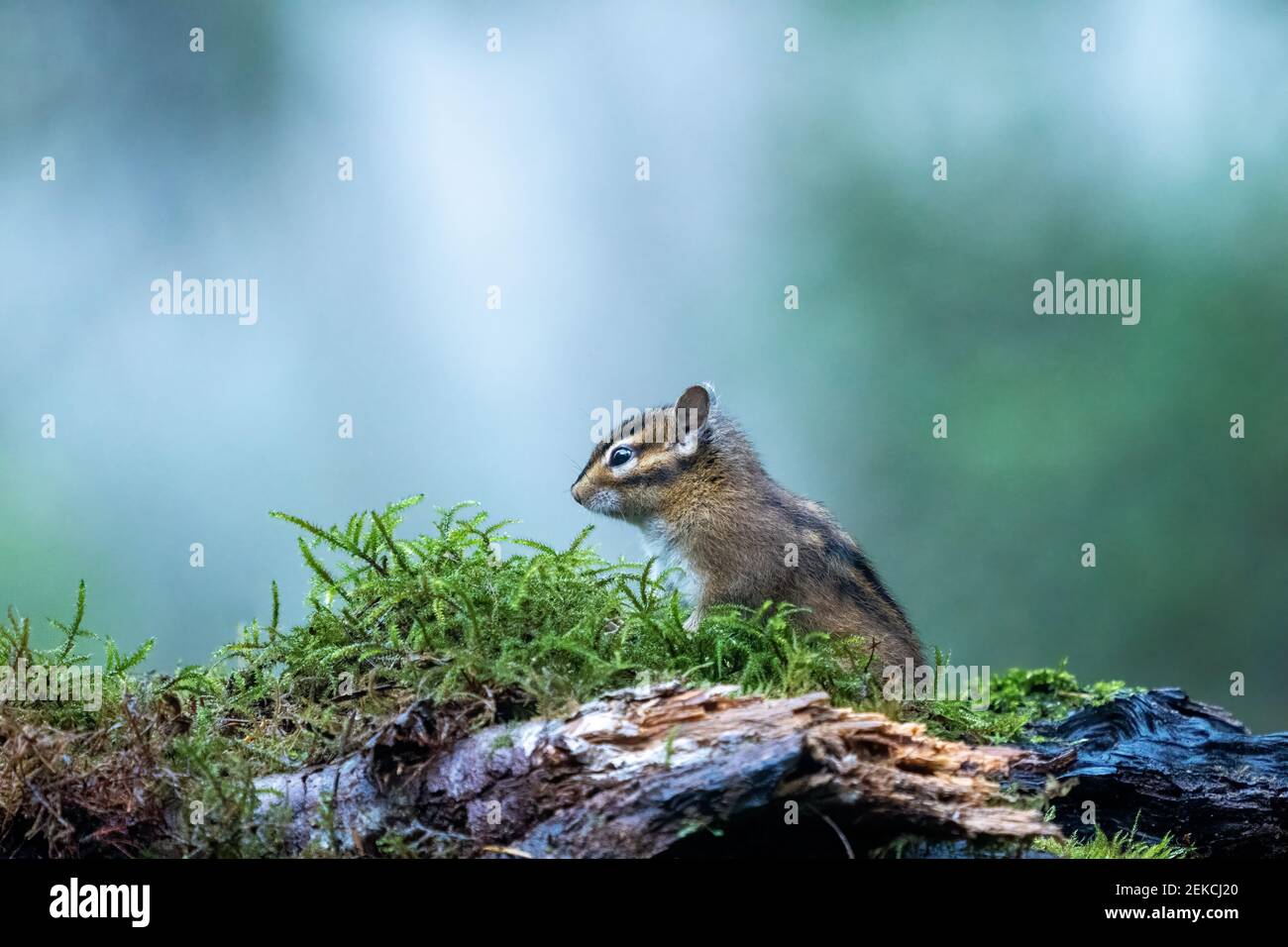 Yellow pine chipmunk tamias amoenus hi-res stock photography and images ...