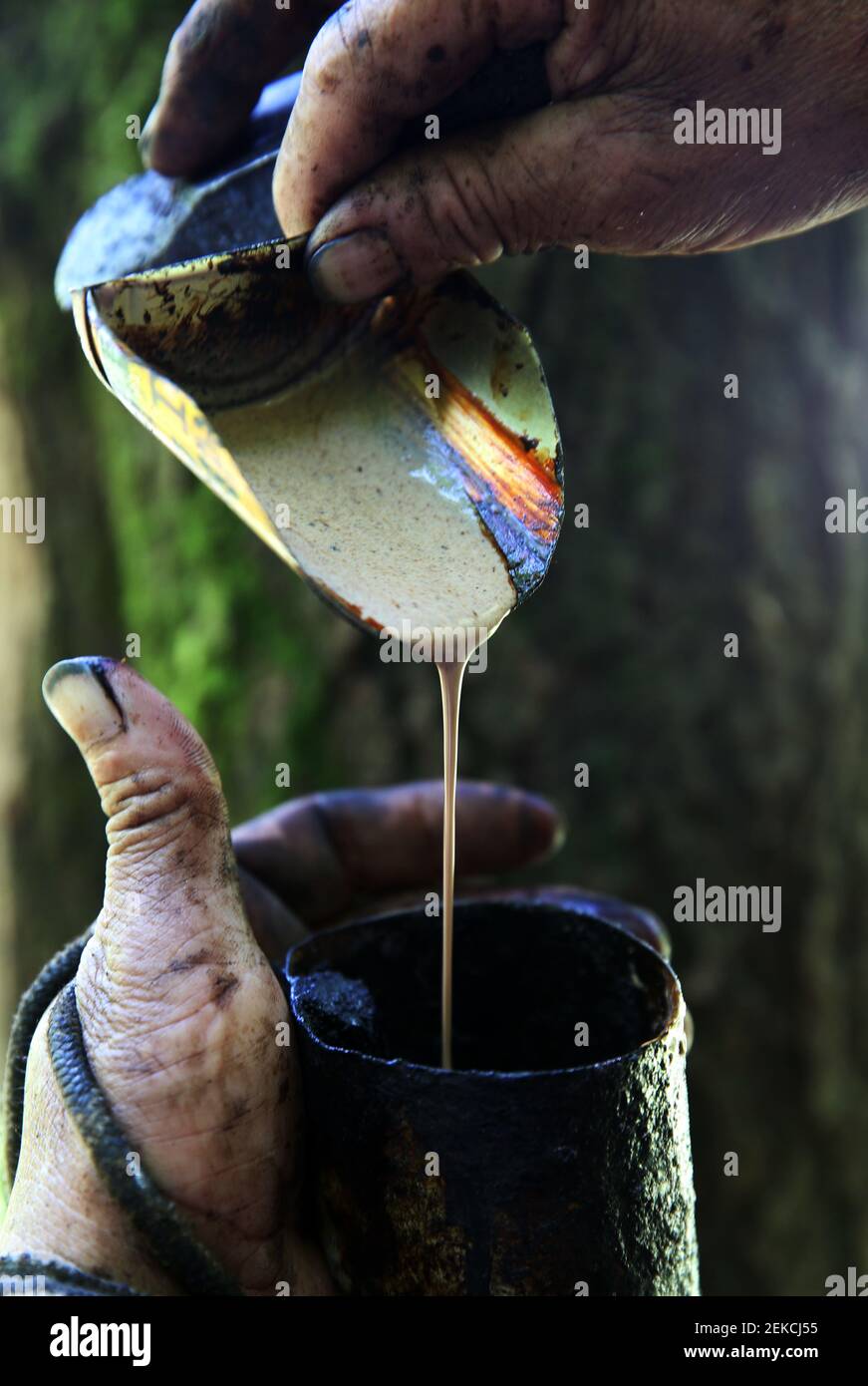 Sichuanï¼ŒCHINA-Raw lacquer is the traditional raw material that the ...