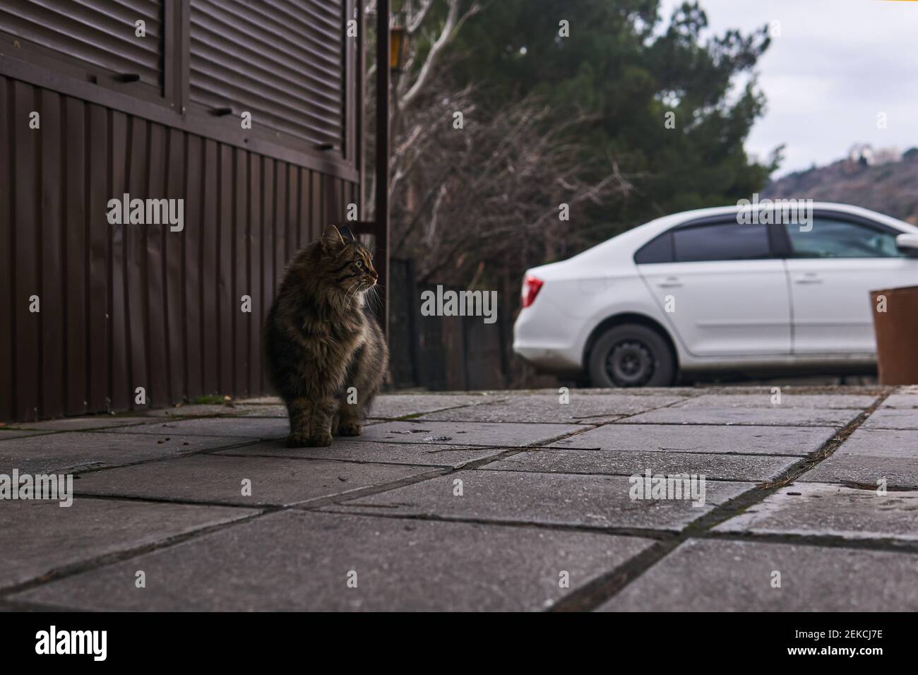 Stray cat population hi-res stock photography and images - Alamy