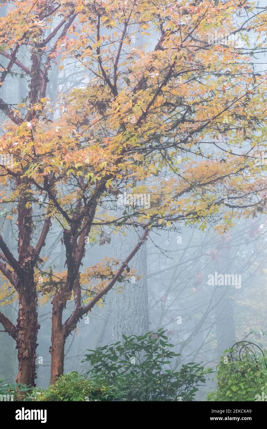 Peeling maple tree bark hi-res stock photography and images - Alamy