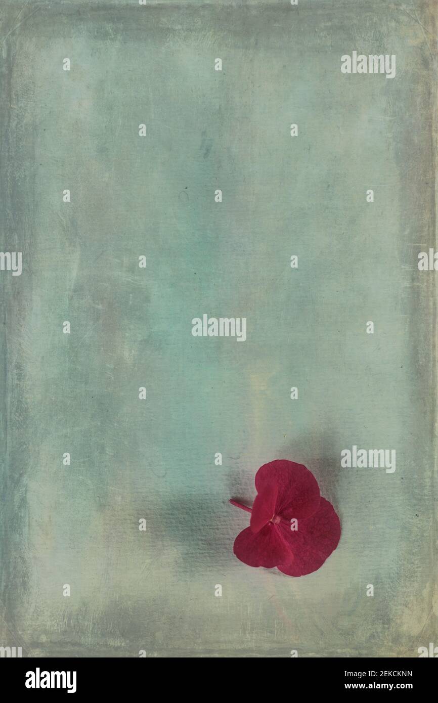 Single head hi-res stock photography and images - Alamy