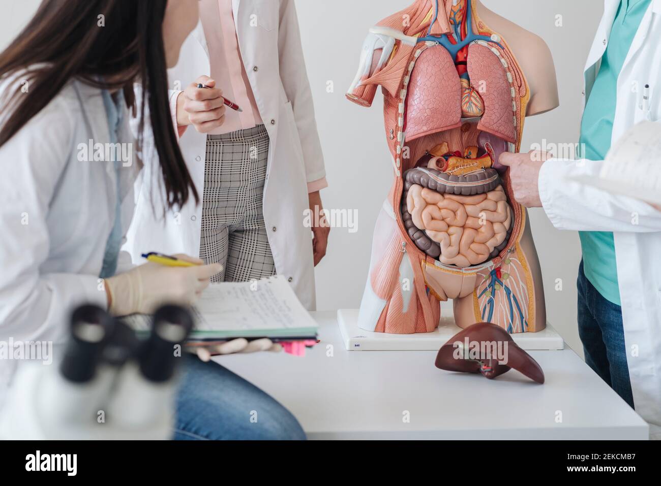 Anatomy class hi-res stock photography and images - Alamy