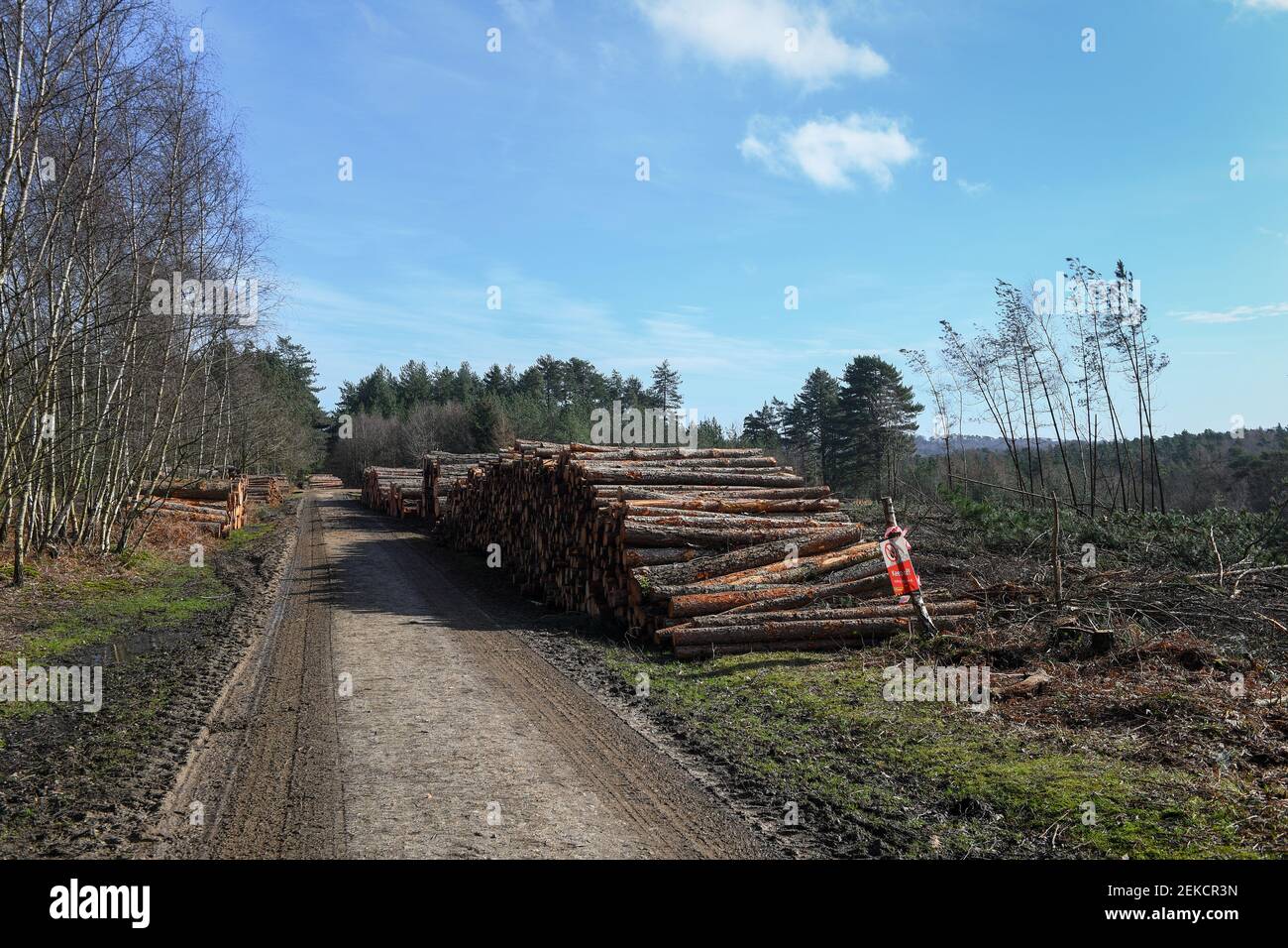 Forest clearance of conifers to restore area to native forest and ...