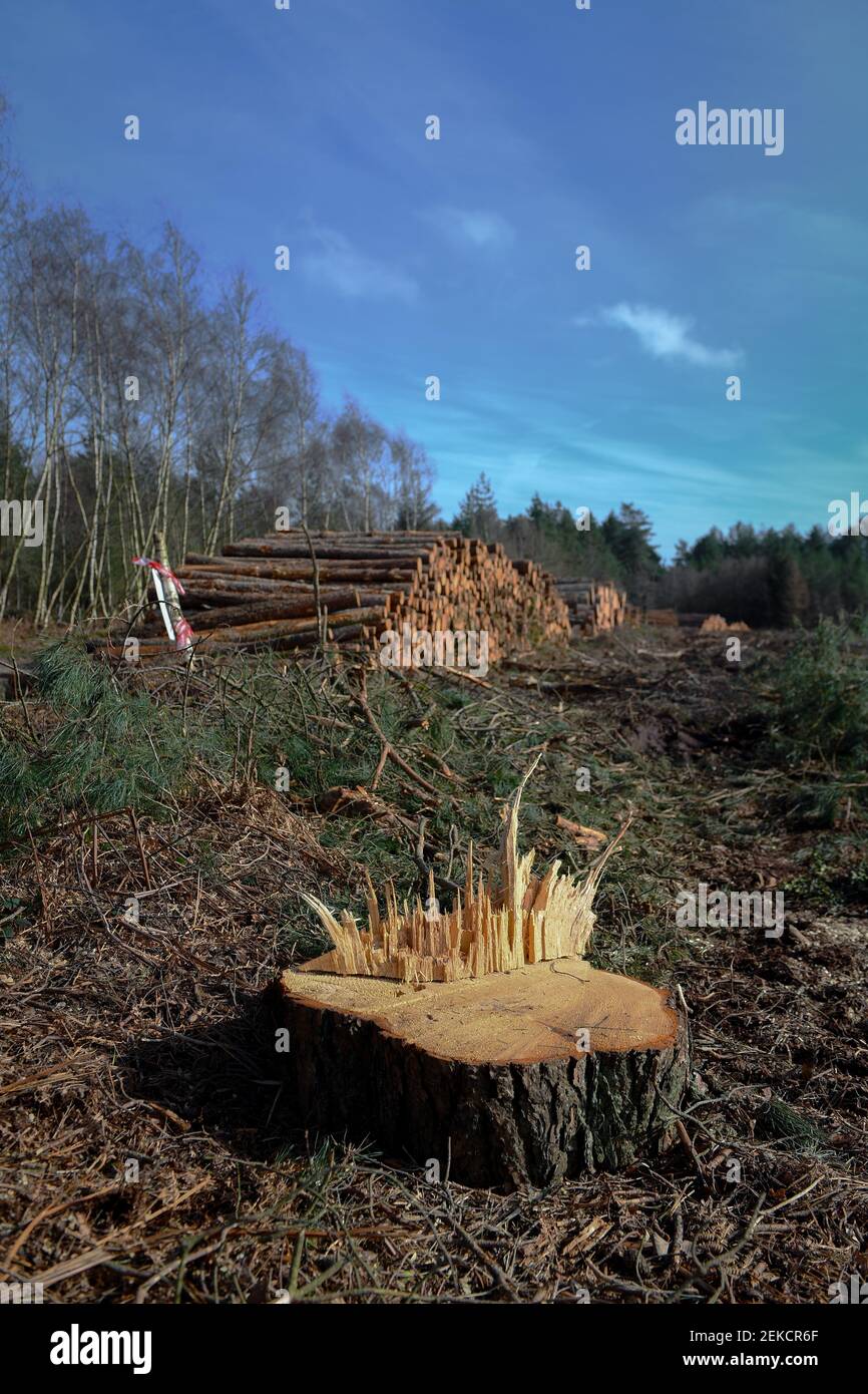 Forest clearance of conifers to restore area to native forest and ...