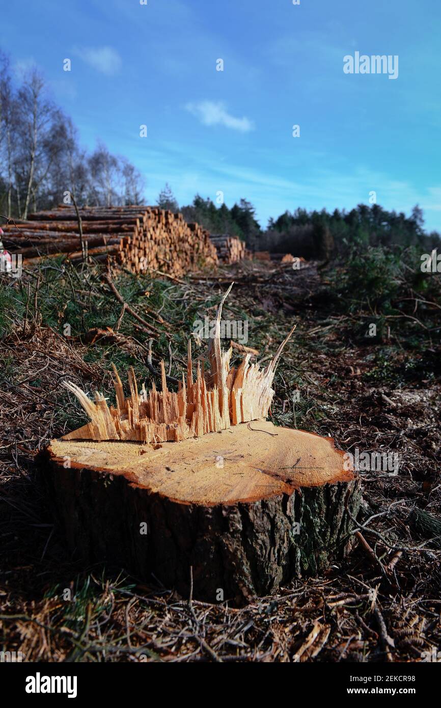 Forest clearance of conifers to restore area to native forest and ...