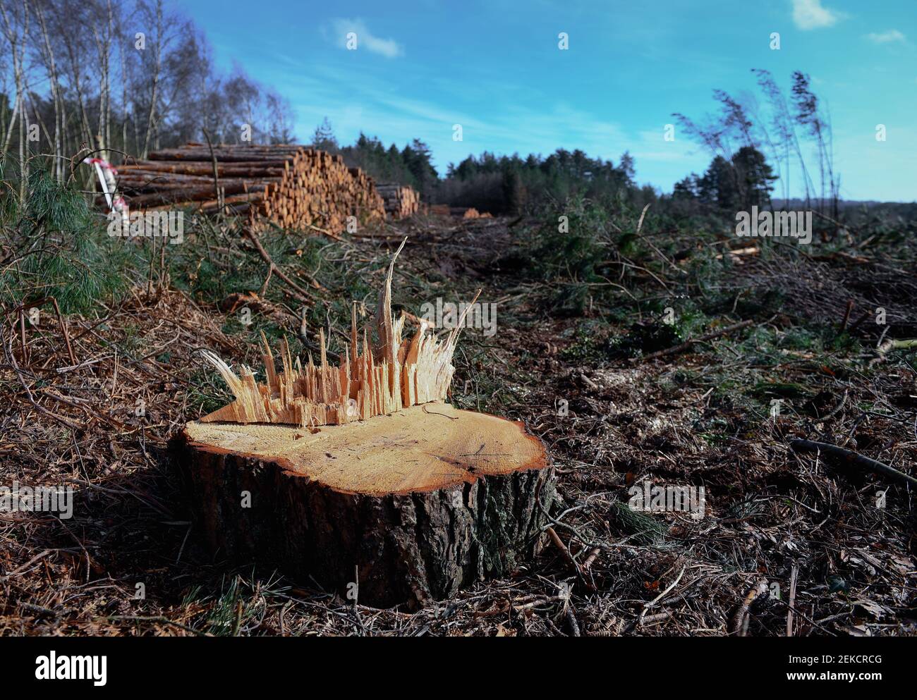 Forest clearance of conifers to restore area to native forest and ...