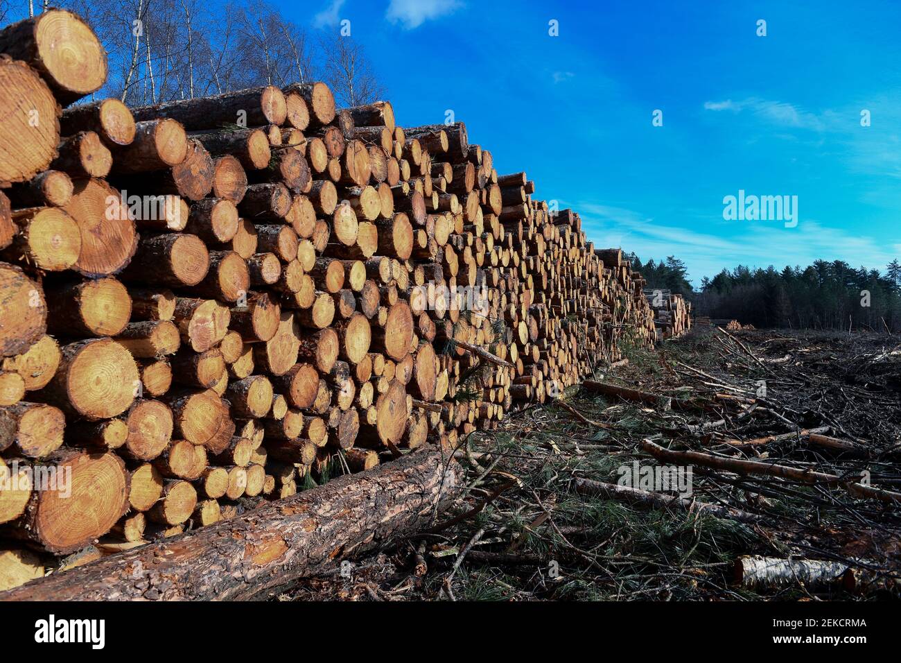 Forest clearance of conifers to restore area to native forest and ...