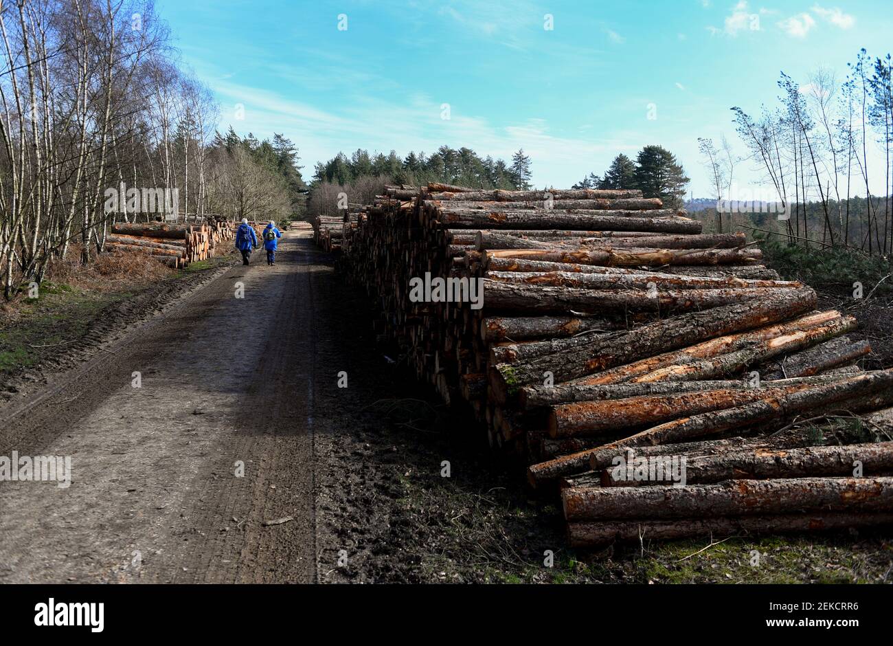 Forest clearance of conifers to restore area to native forest and ...