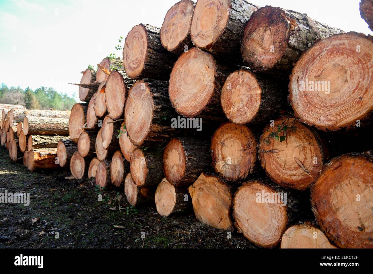 Forest clearance of conifers to restore area to native forest and ...