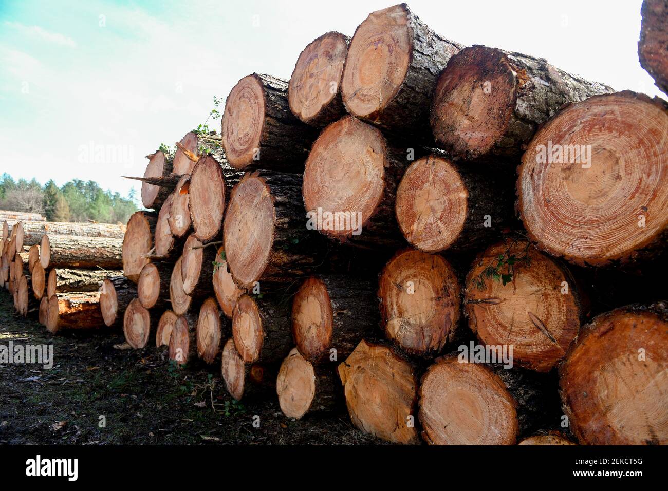 New england forest clearance hi-res stock photography and images - Alamy