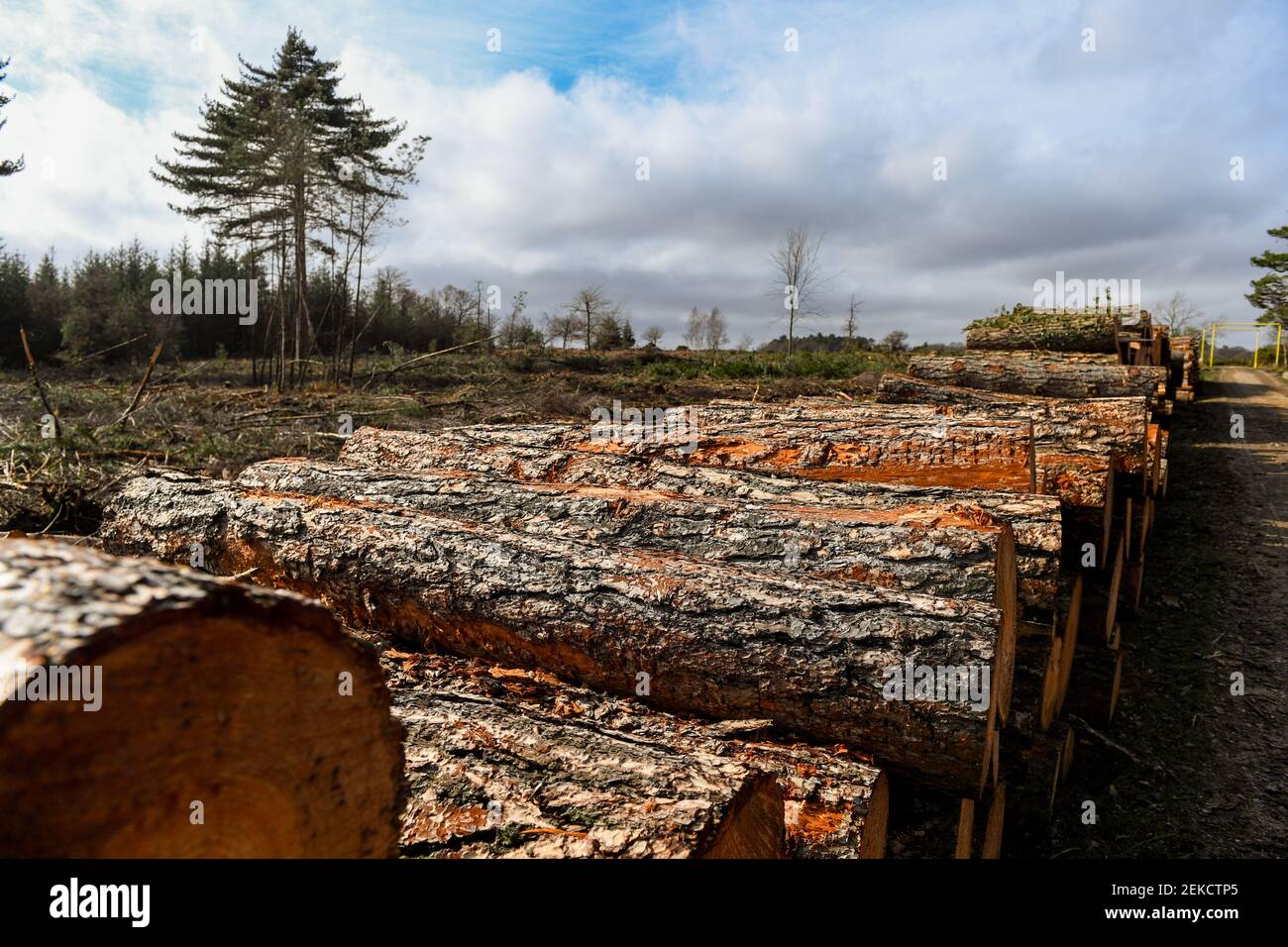 Forest clearance of conifers to restore area to native forest and ...
