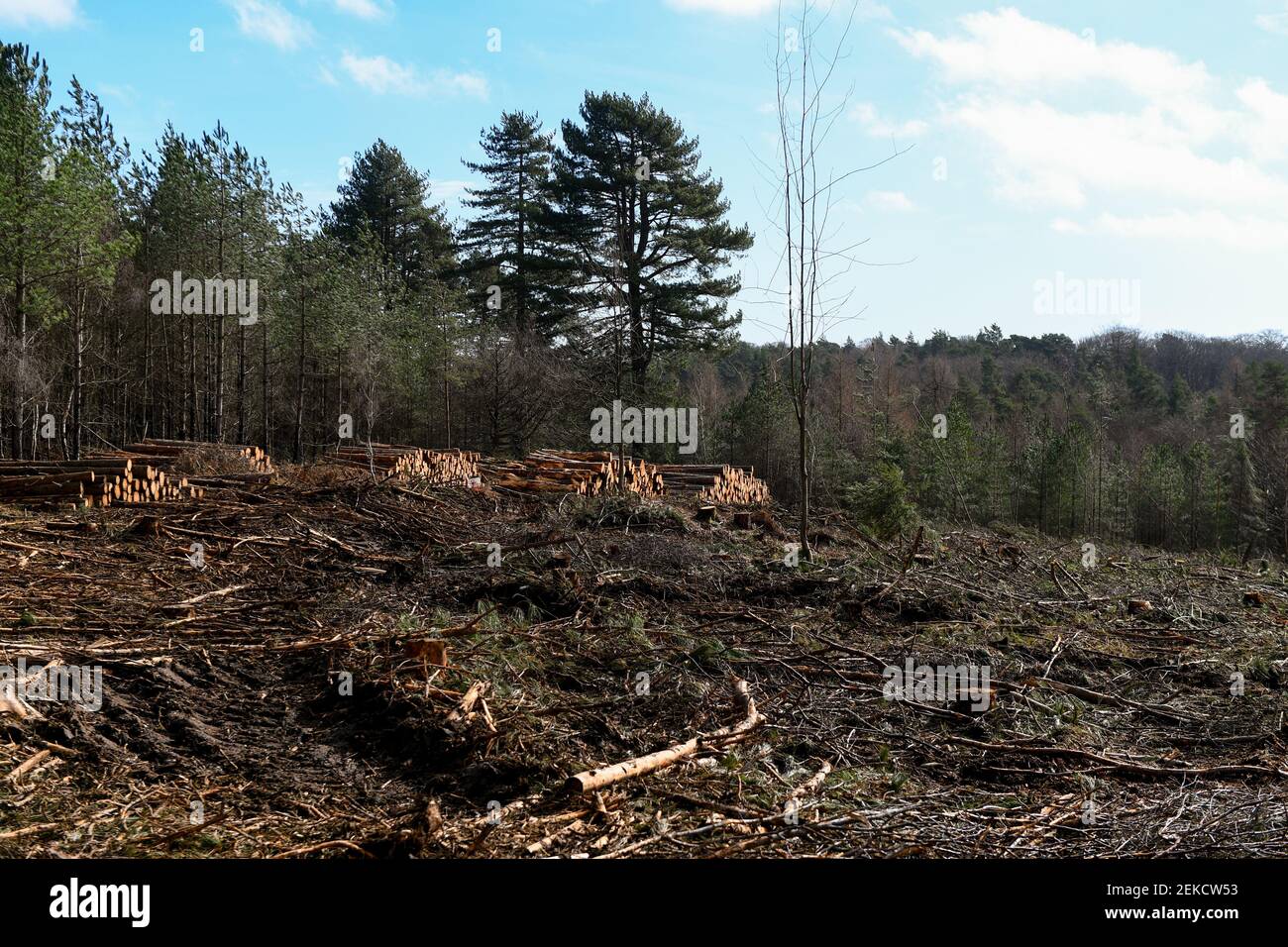 New england forest clearance hi-res stock photography and images - Alamy